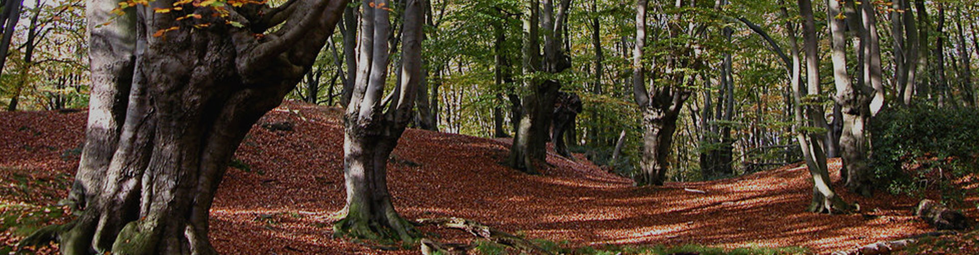 Living in High Beech | Estate Agent High Beach | william rose